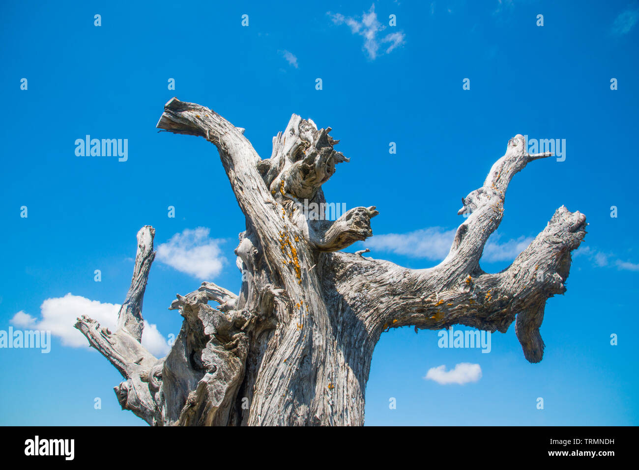 Arbol centenario hi-res stock photography and images - Alamy