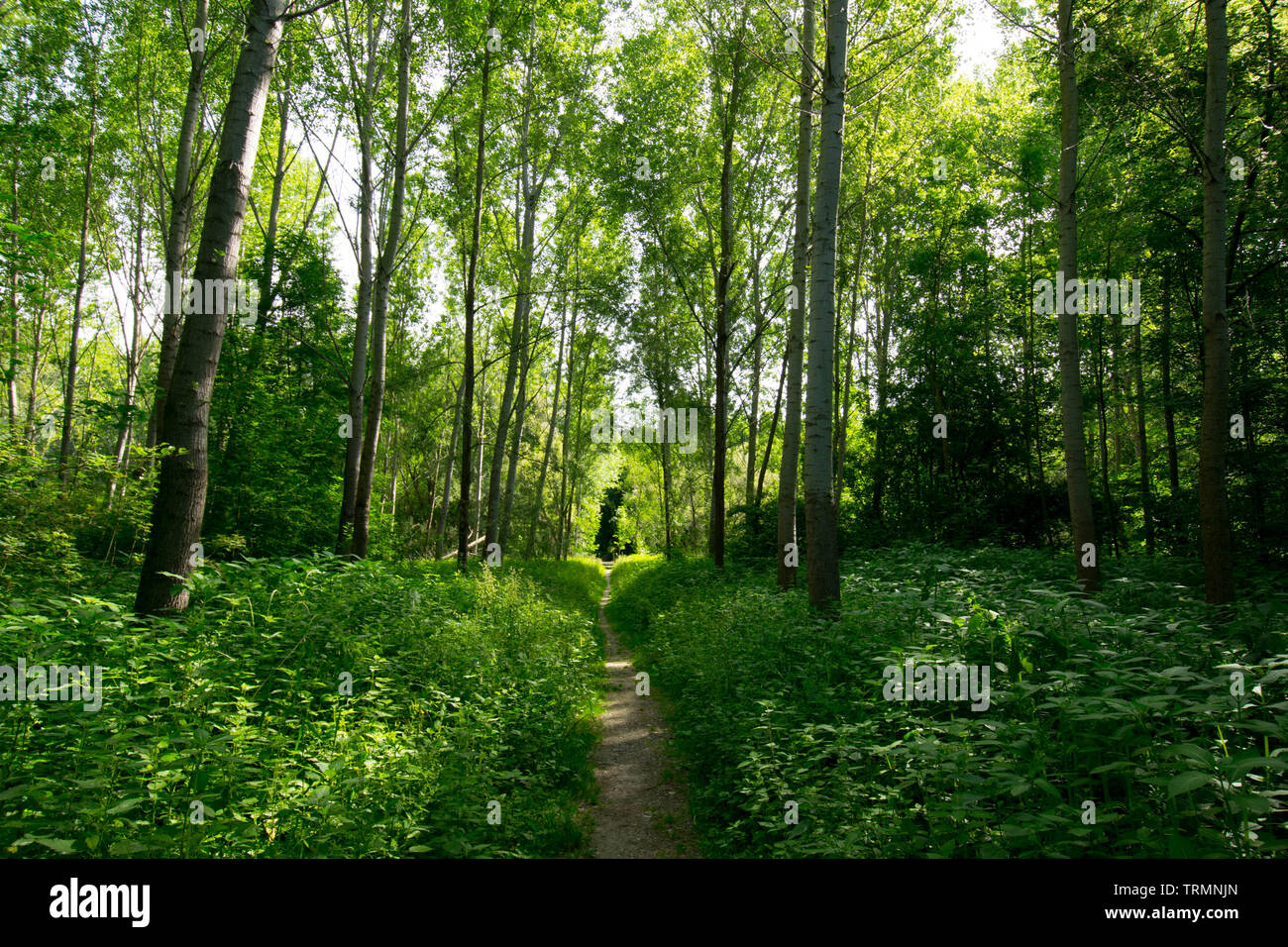 Wetlands of the Rhine river near Sasbach in Germany Stock Photo - Alamy