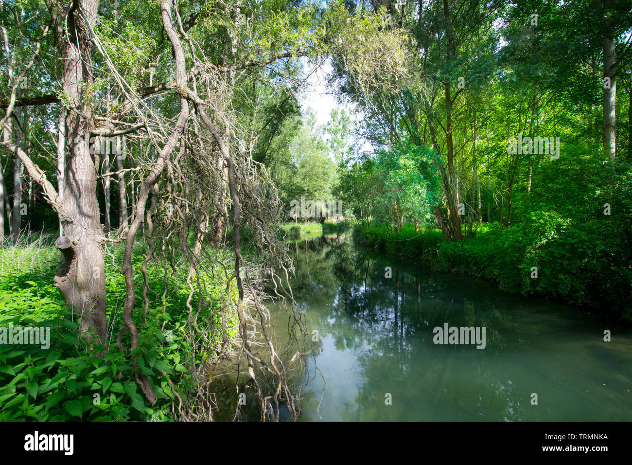 Black creek wetlands hi-res stock photography and images - Alamy