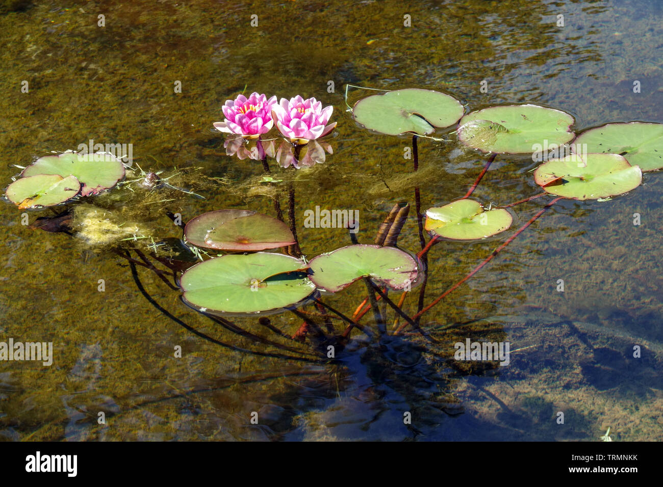 Water lily flowers stems and leaves in water Stock Photo - Alamy