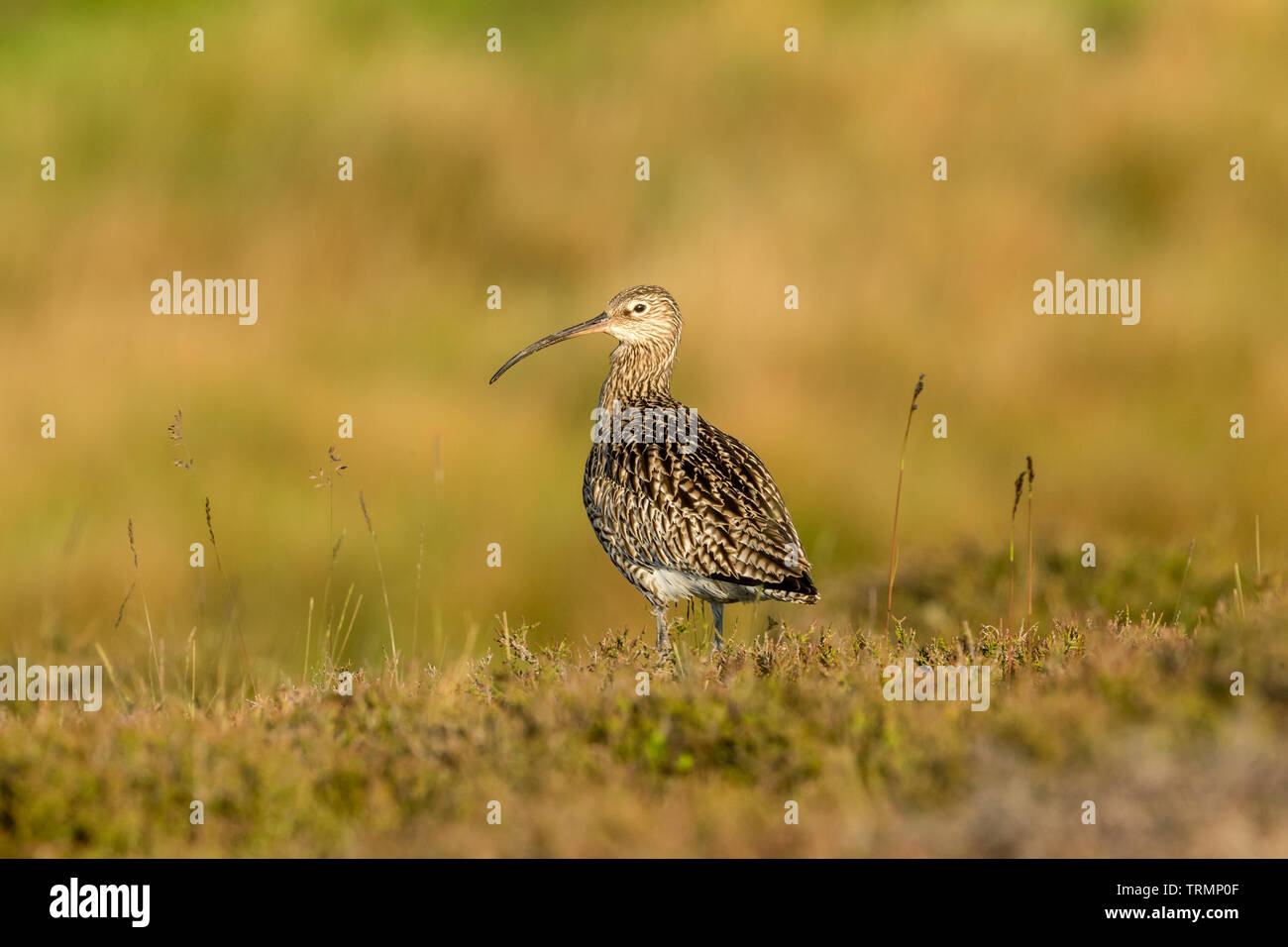 Curlew (Scientific name: Numenius arquata) Adult curlew in the ...