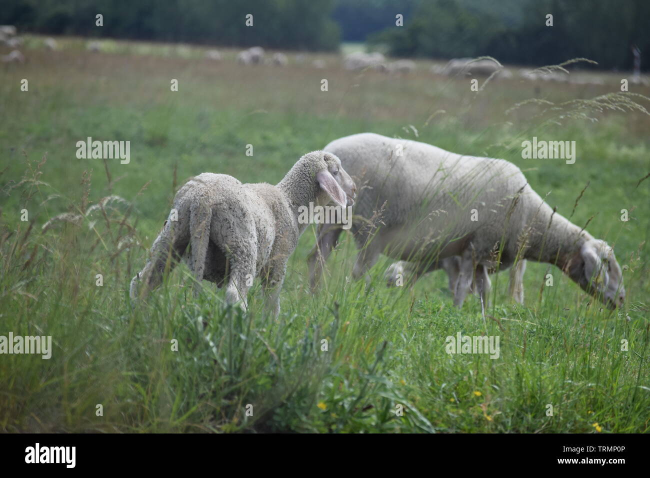Lamb dirty hi-res stock photography and images - Alamy