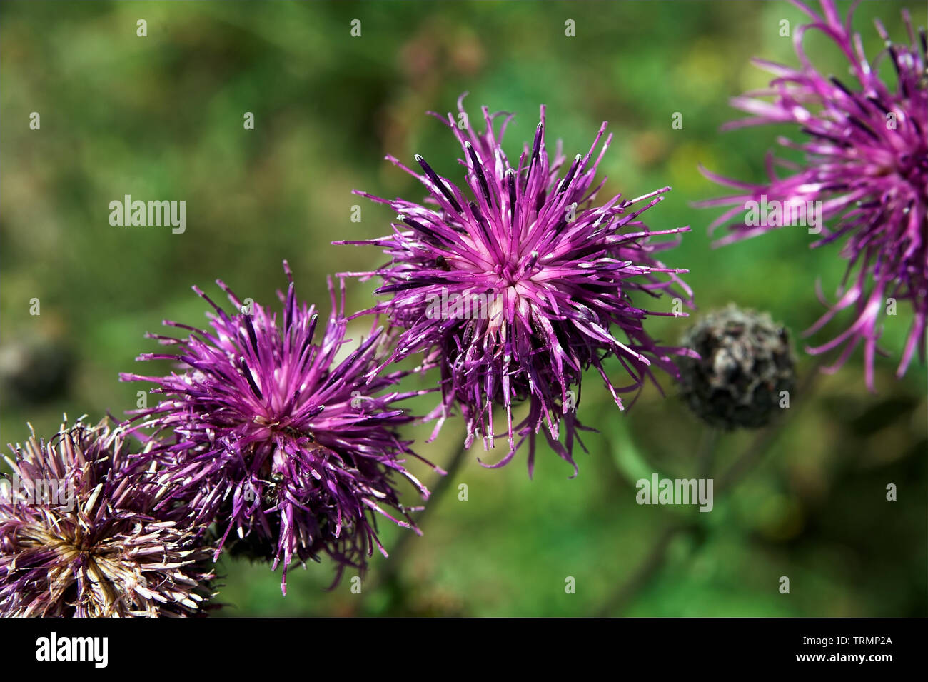 Unkraut hintergrund hi-res stock photography and images - Alamy