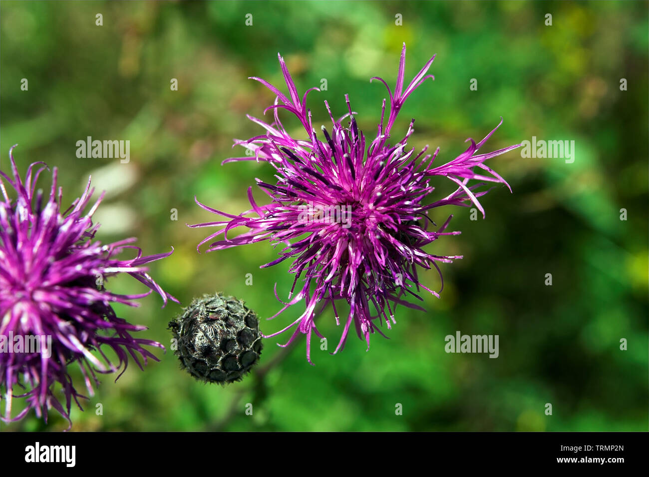 Thistle - flower - photographed close up. Macro photography. Cirsium ...