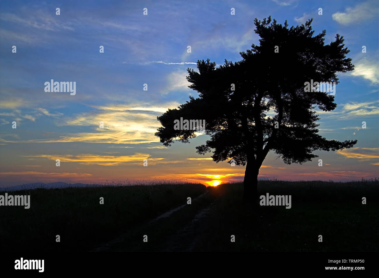 The outline of one tree against the setting sun. Der Umriss eines ...