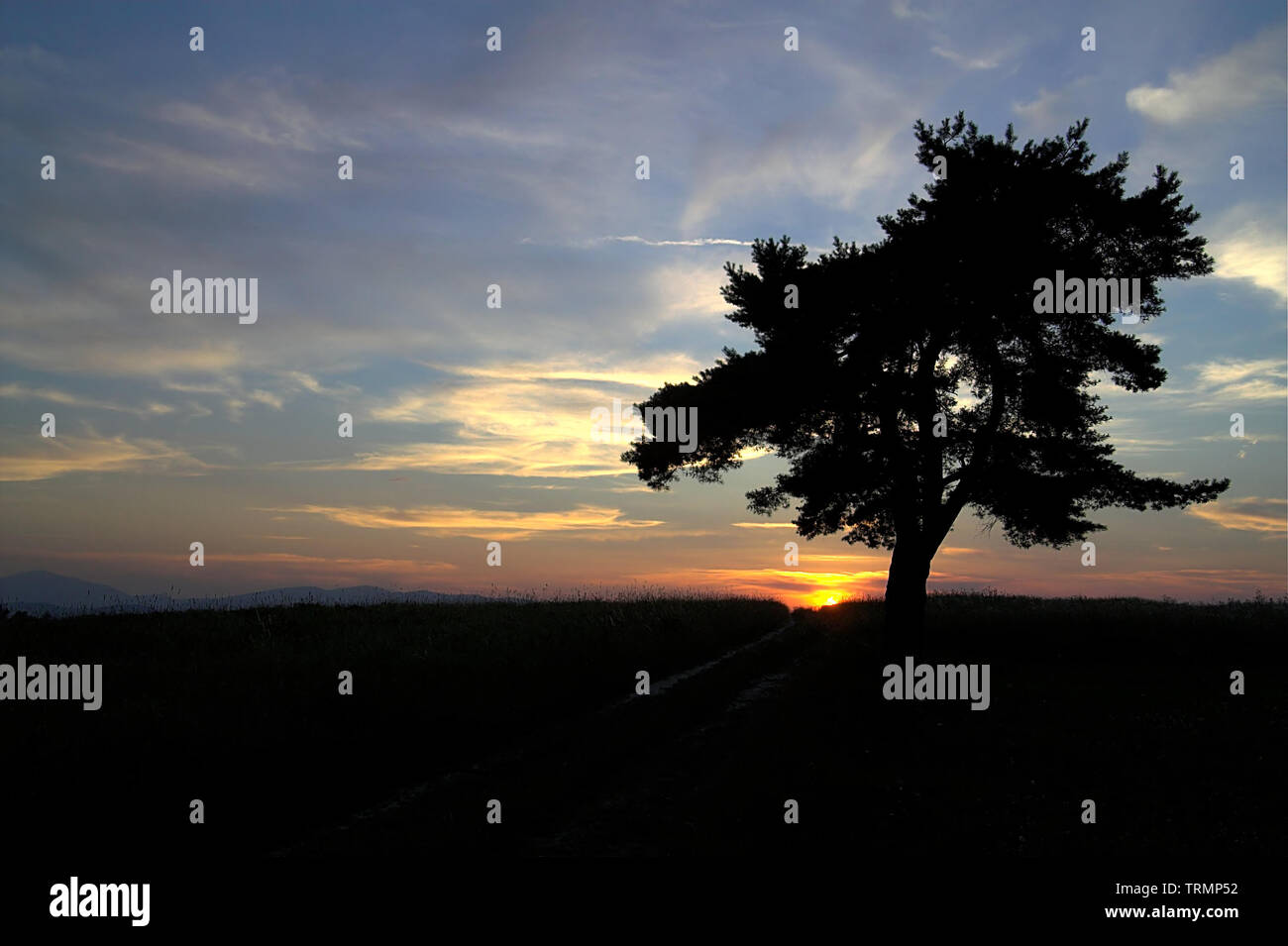 The outline of one tree against the setting sun. Der Umriss eines ...