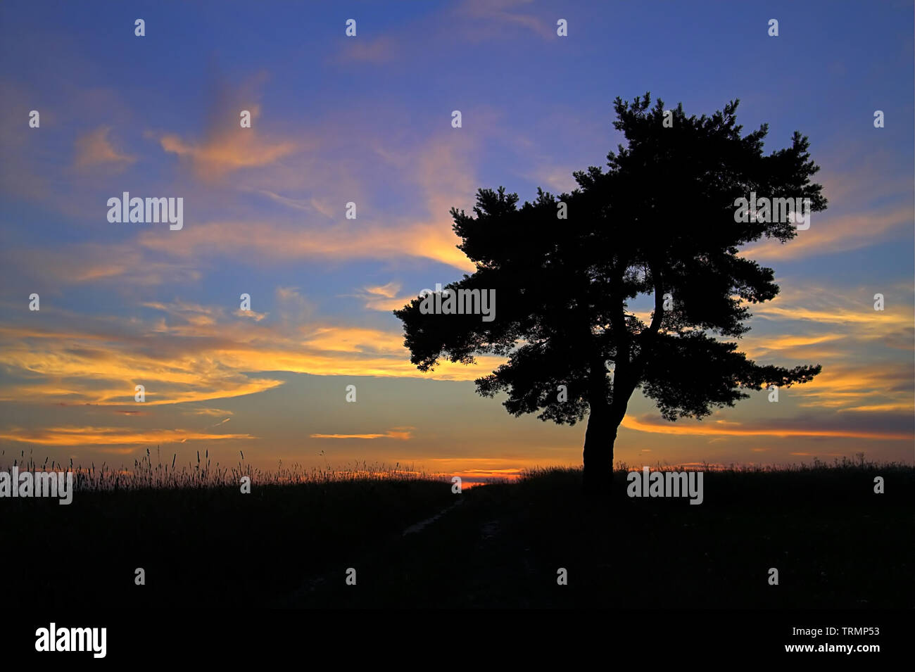 The outline of one tree against the setting sun. Der Umriss eines ...