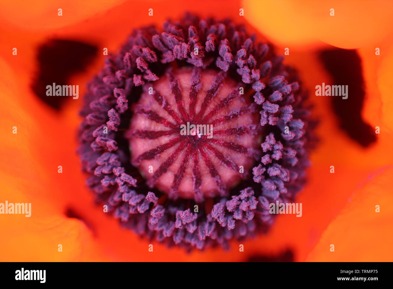 Closeup of the center portion of a red poppy flower with visible pollen ...