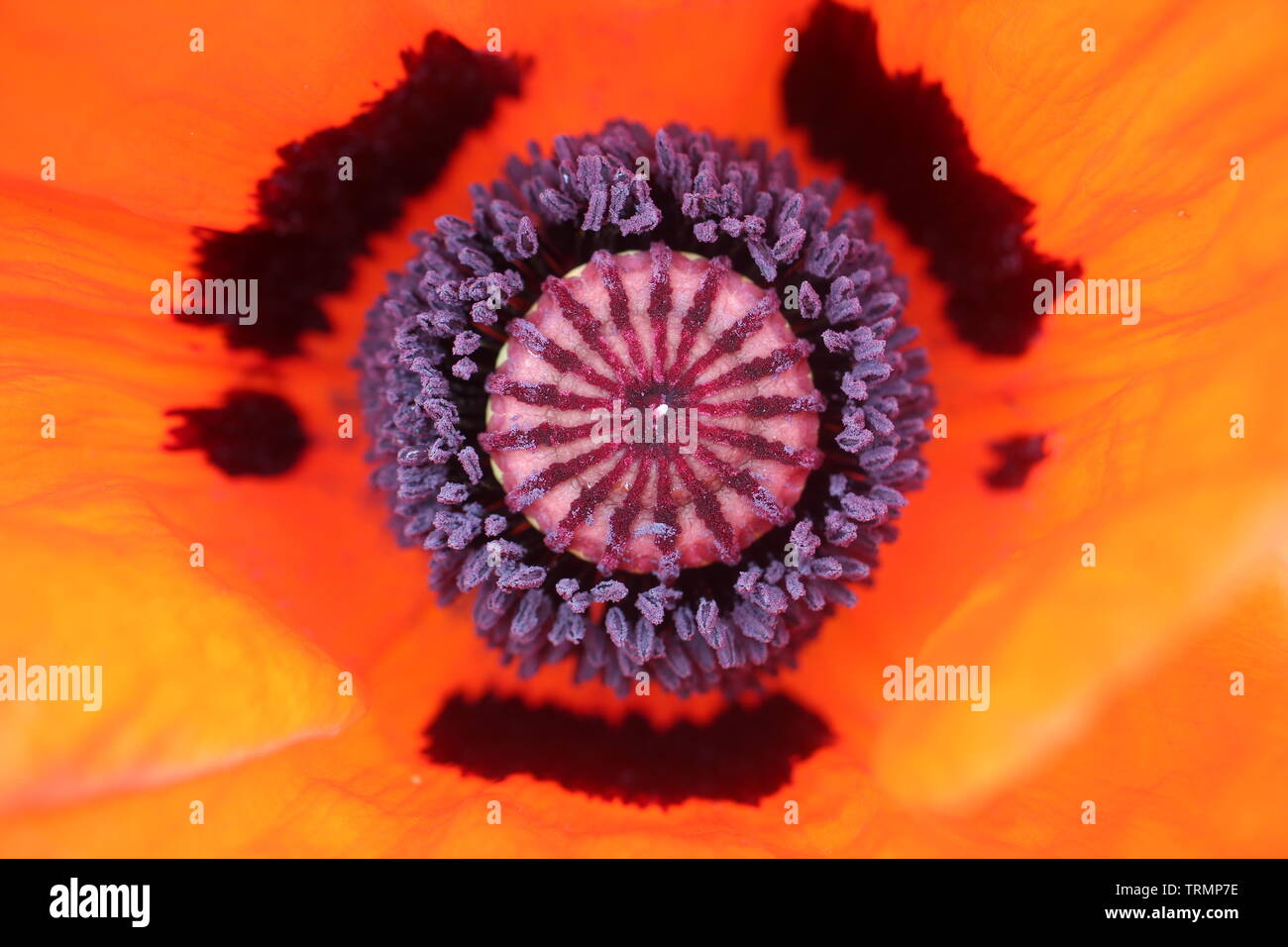 Stigma pistil hi-res stock photography and images - Alamy