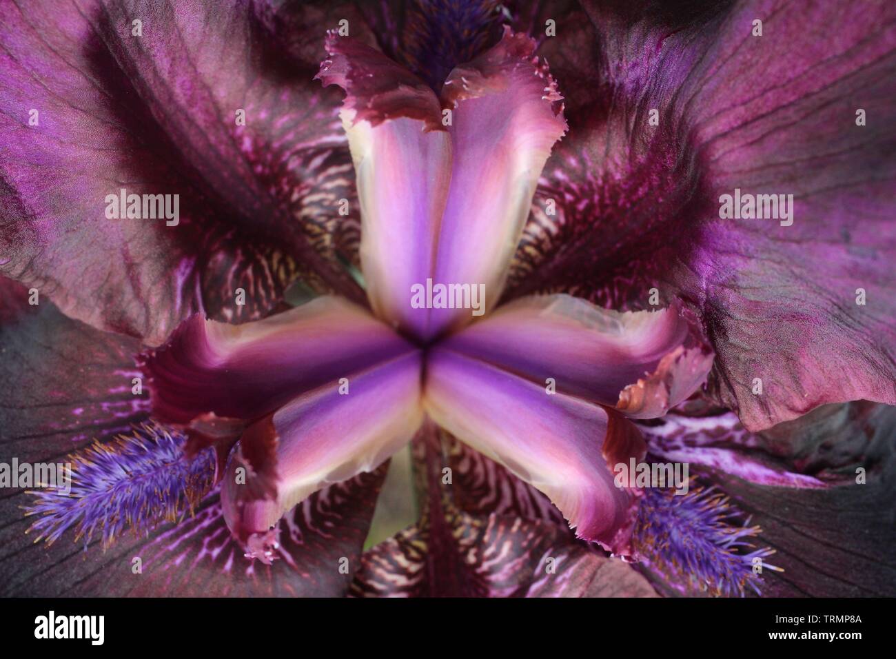 Closeup of the style arms and hafts of a black tall bearded iris Stock ...