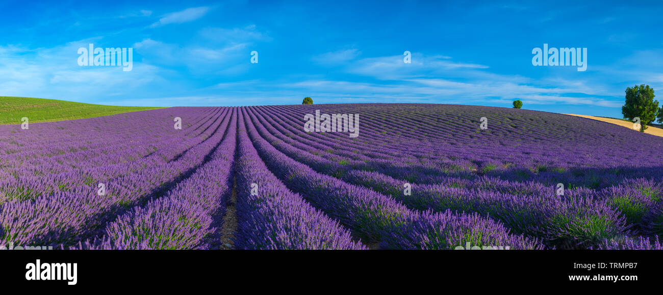 Lavender field. Provence, France Stock Photo - Alamy
