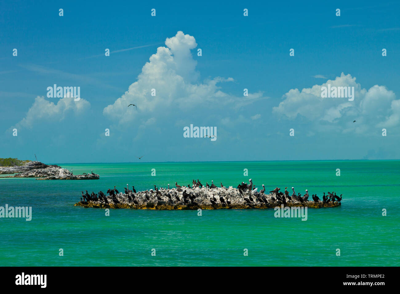 Parque Nacional Isla Contoy, Estado de Quntana Roo, Península de ...