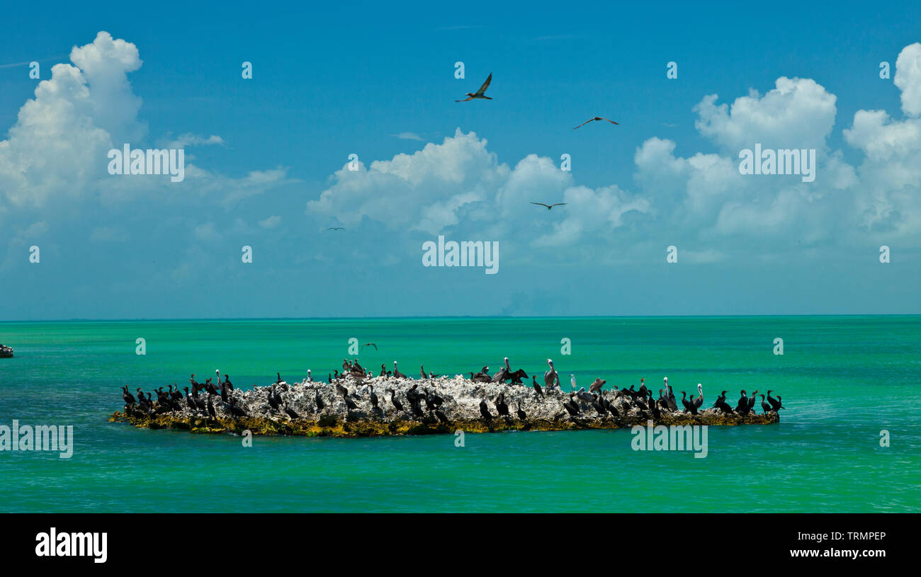 Parque Nacional Isla Contoy, Estado de Quntana Roo, Península de ...