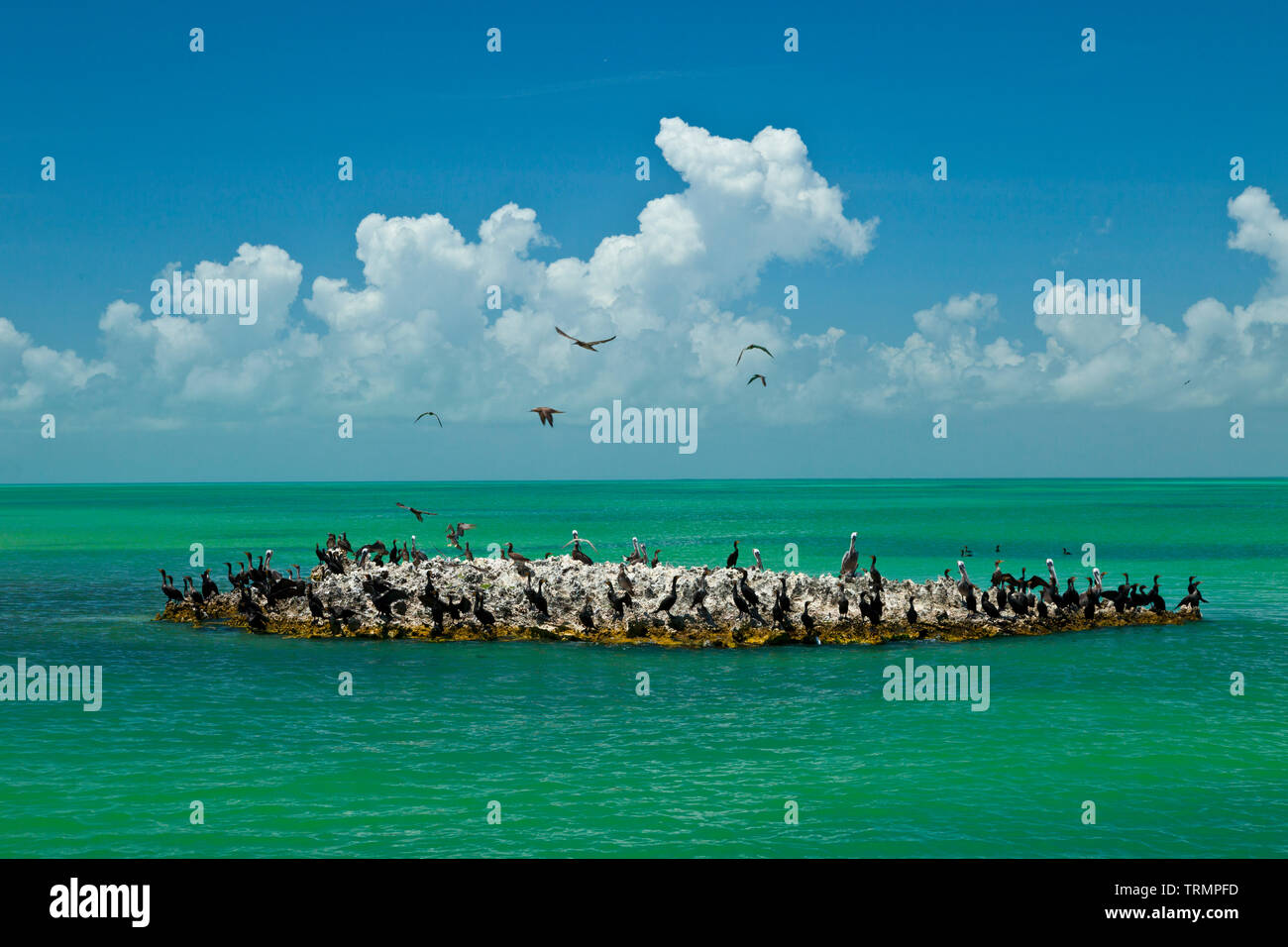 Parque Nacional Isla Contoy, Estado de Quntana Roo, Península de ...