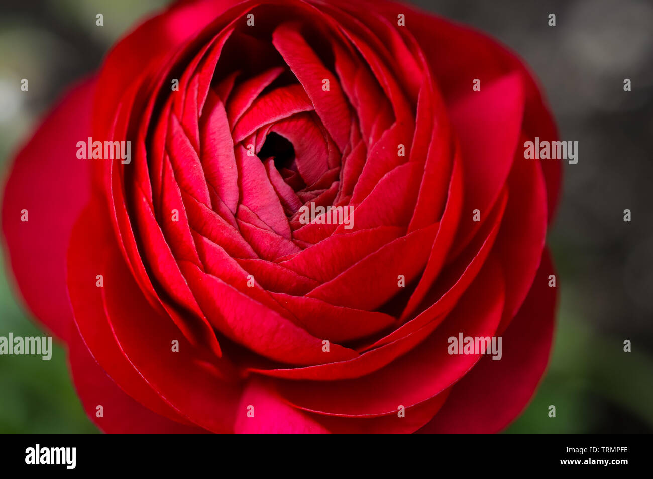 Ranunculaceae family hi-res stock photography and images - Alamy