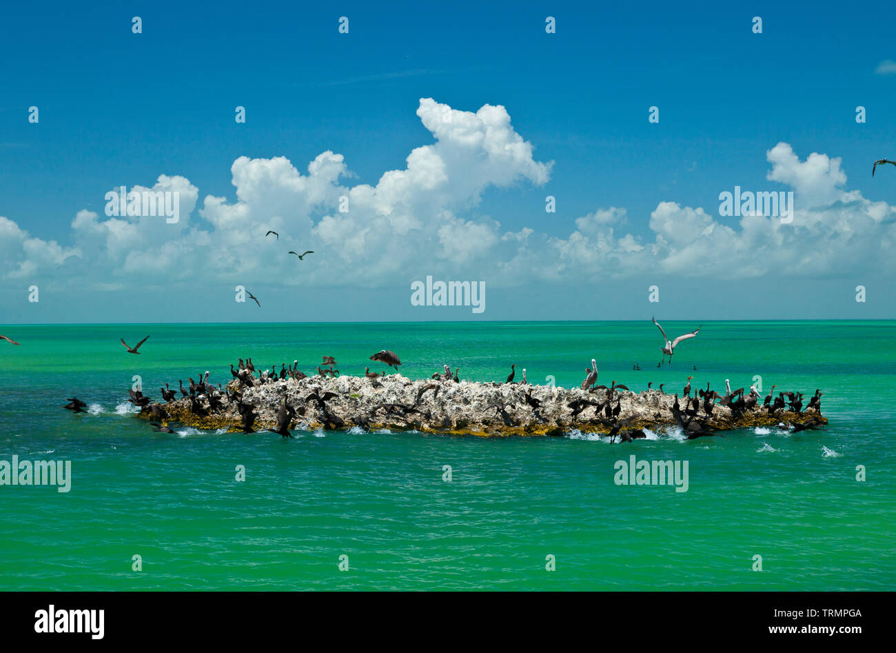 Parque Nacional Isla Contoy, Estado de Quntana Roo, Península de ...