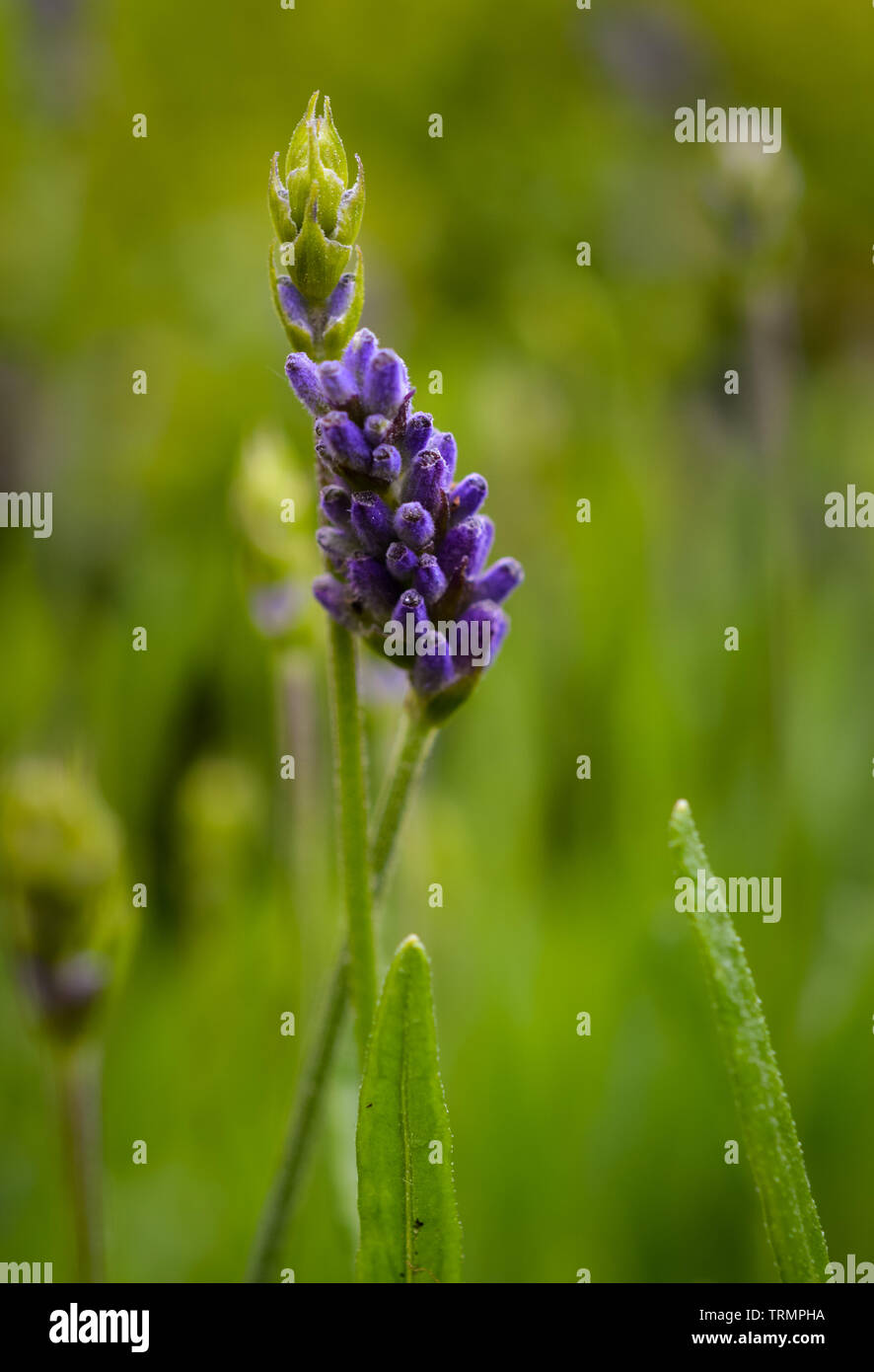 Single lavender flower hi-res stock photography and images - Alamy