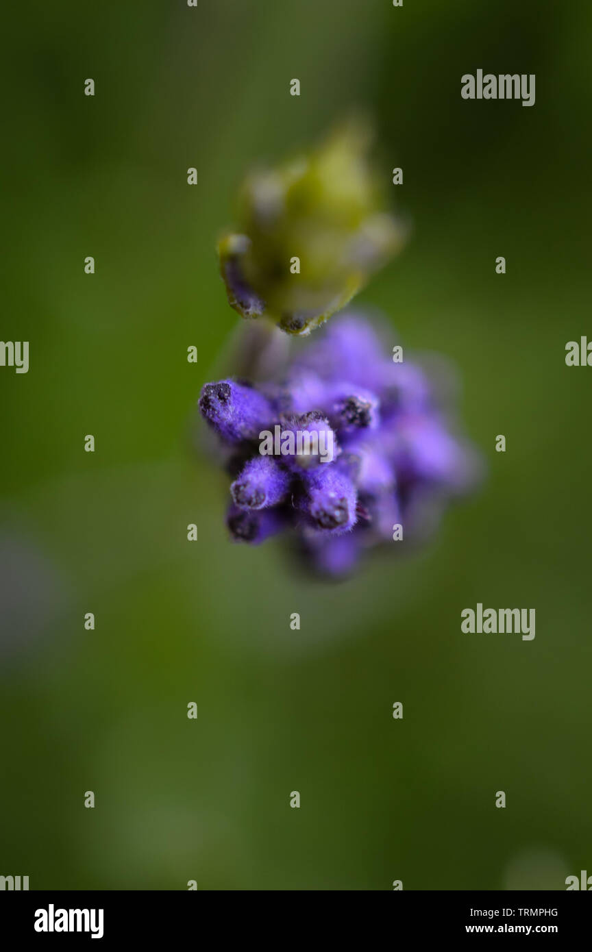 Single lavender flower hi-res stock photography and images - Alamy