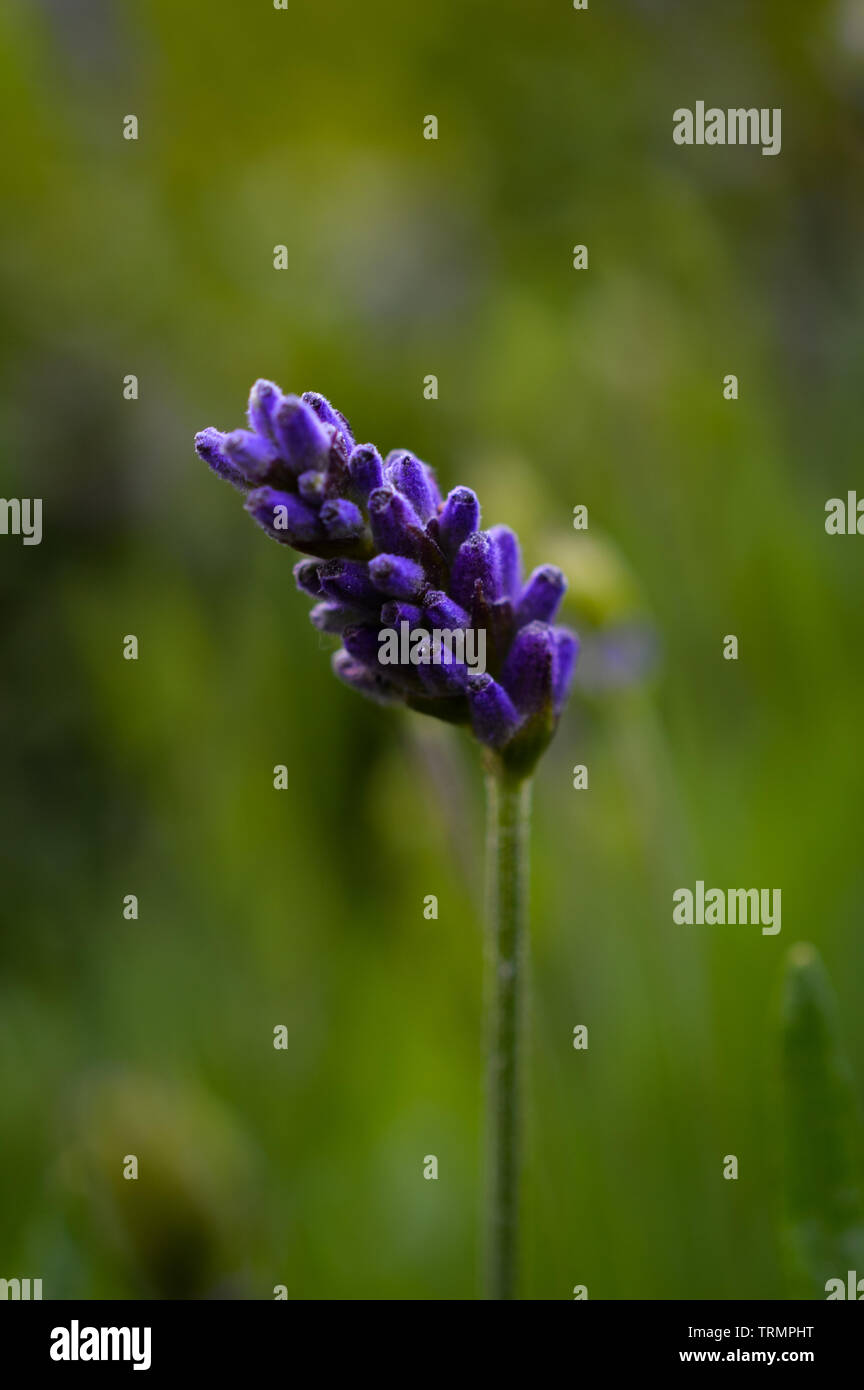 Single lavender hi-res stock photography and images - Alamy