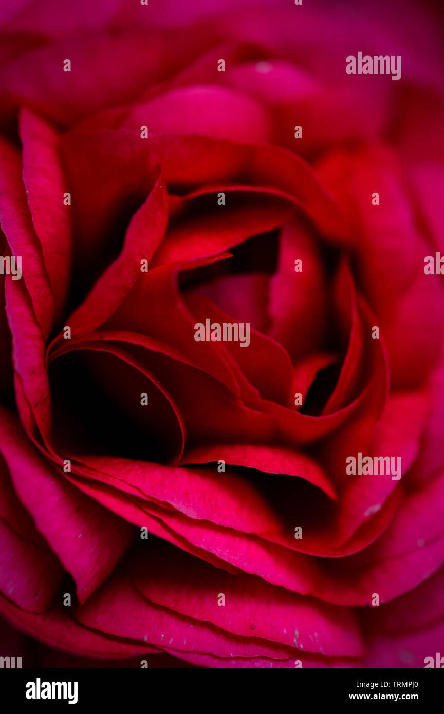 Ranunculaceae family hi-res stock photography and images - Alamy