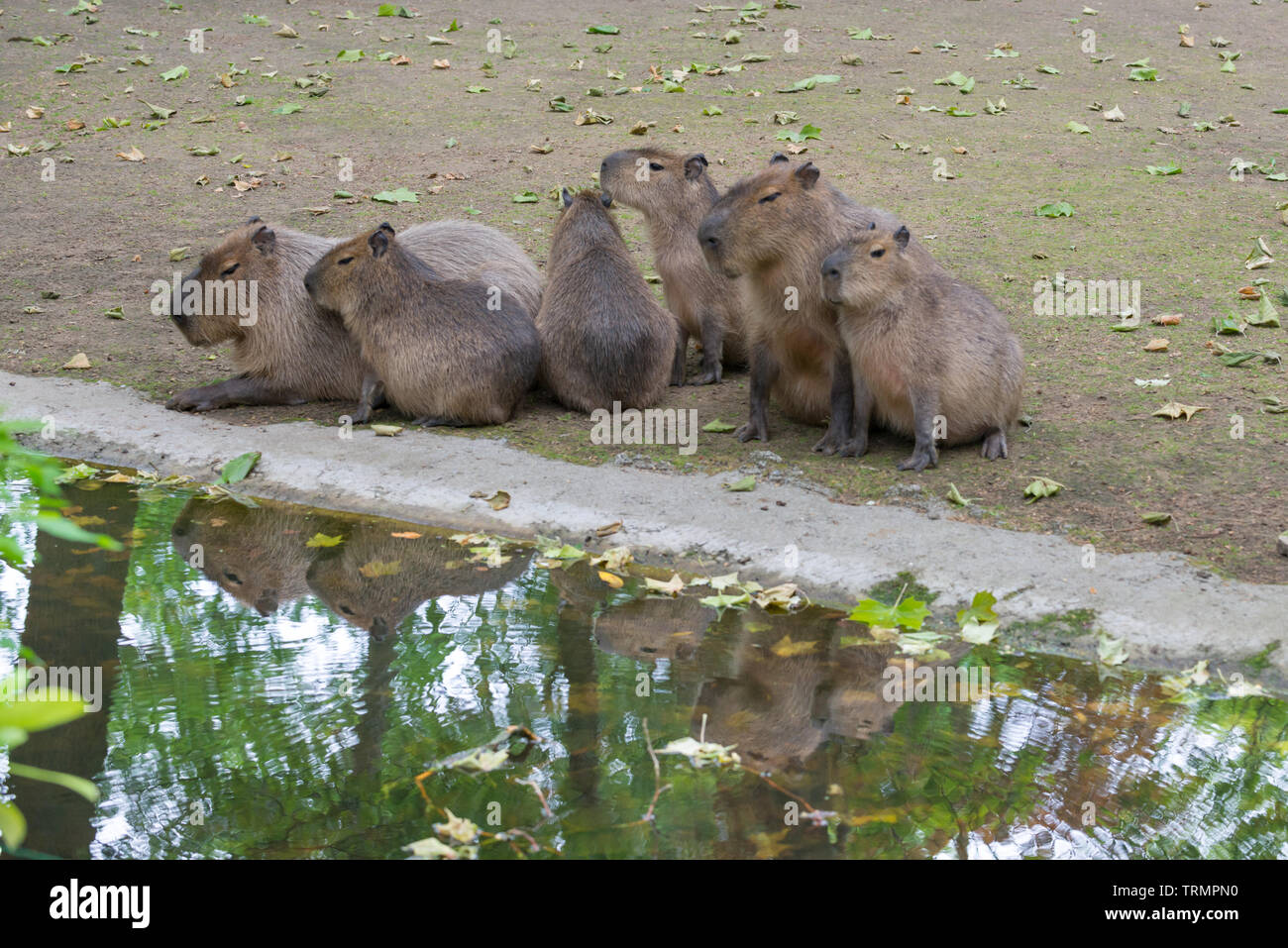 Family of Capybara ( Hydrochoerus hydrochaeris ) and their reflection ...