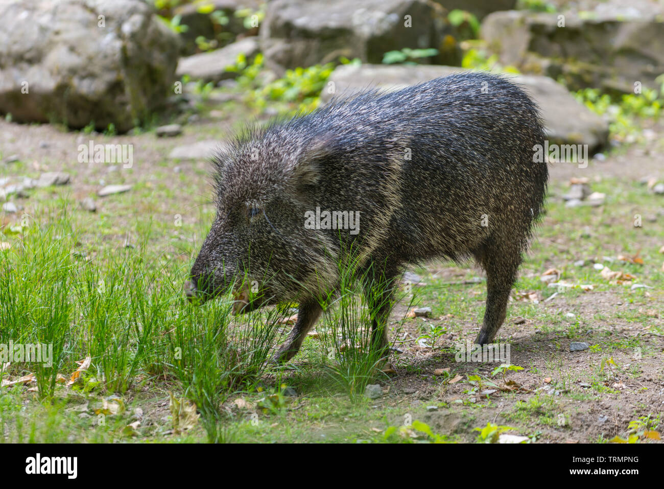 Endangered Chacoan Peccary ( Catagonus wagneri ) grazing Stock Photo ...