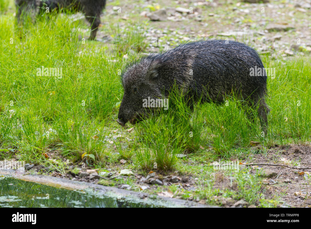 Endangered Chacoan Peccary ( Catagonus wagneri ) grazing Stock Photo ...