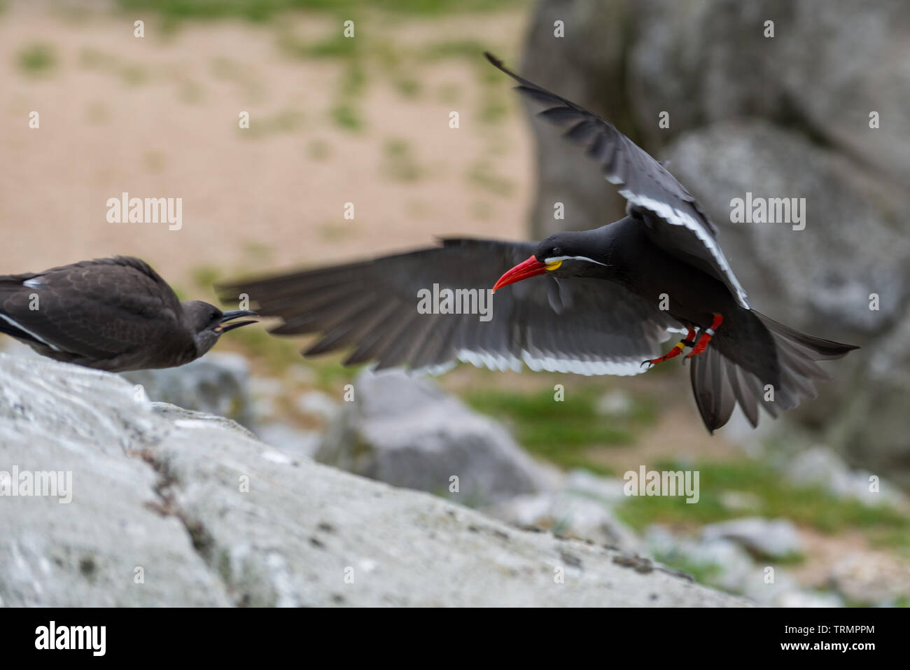 Bird coming in for a landing Stock Photo - Alamy