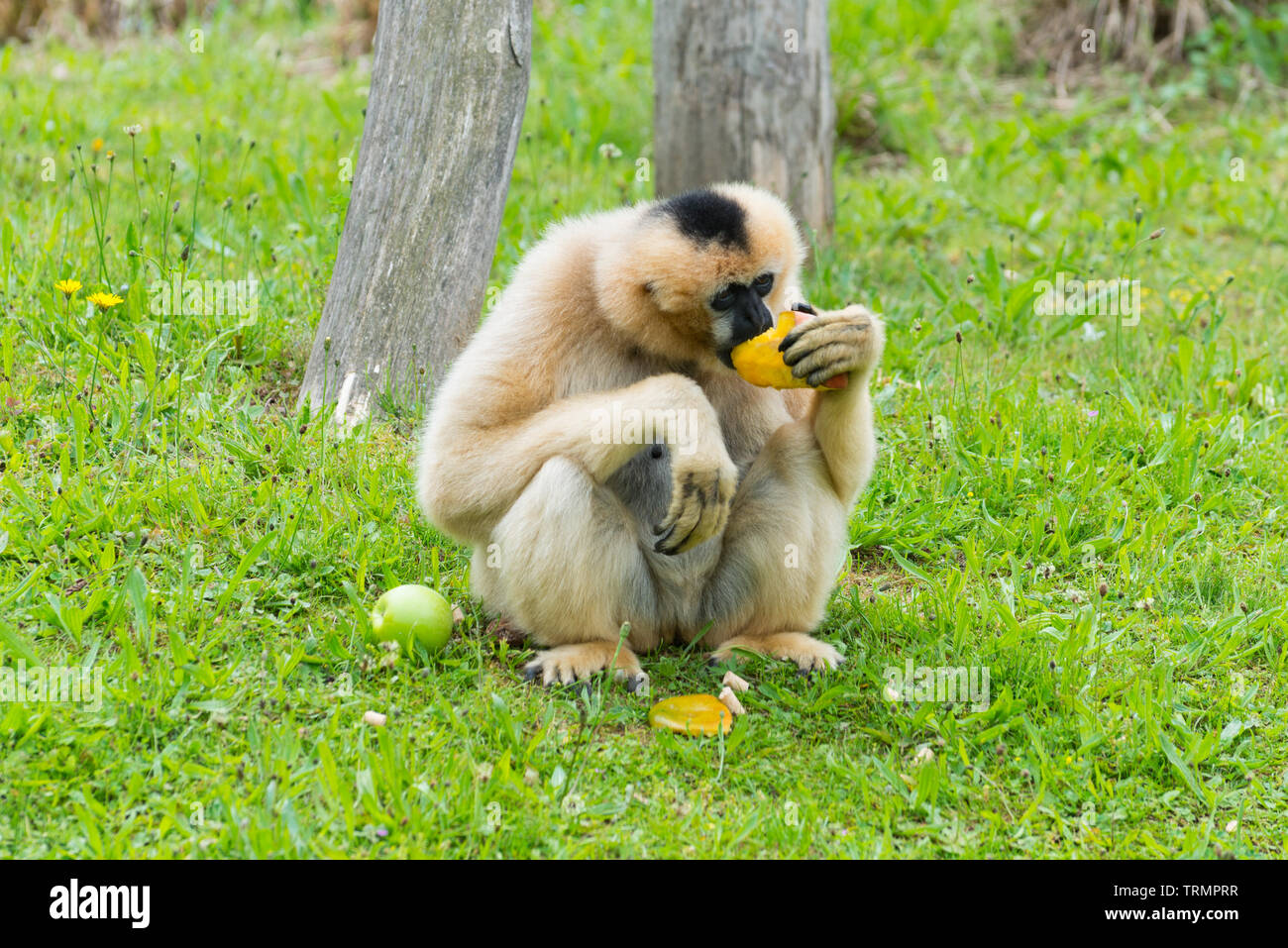 Eating gibbon hi-res stock photography and images - Alamy