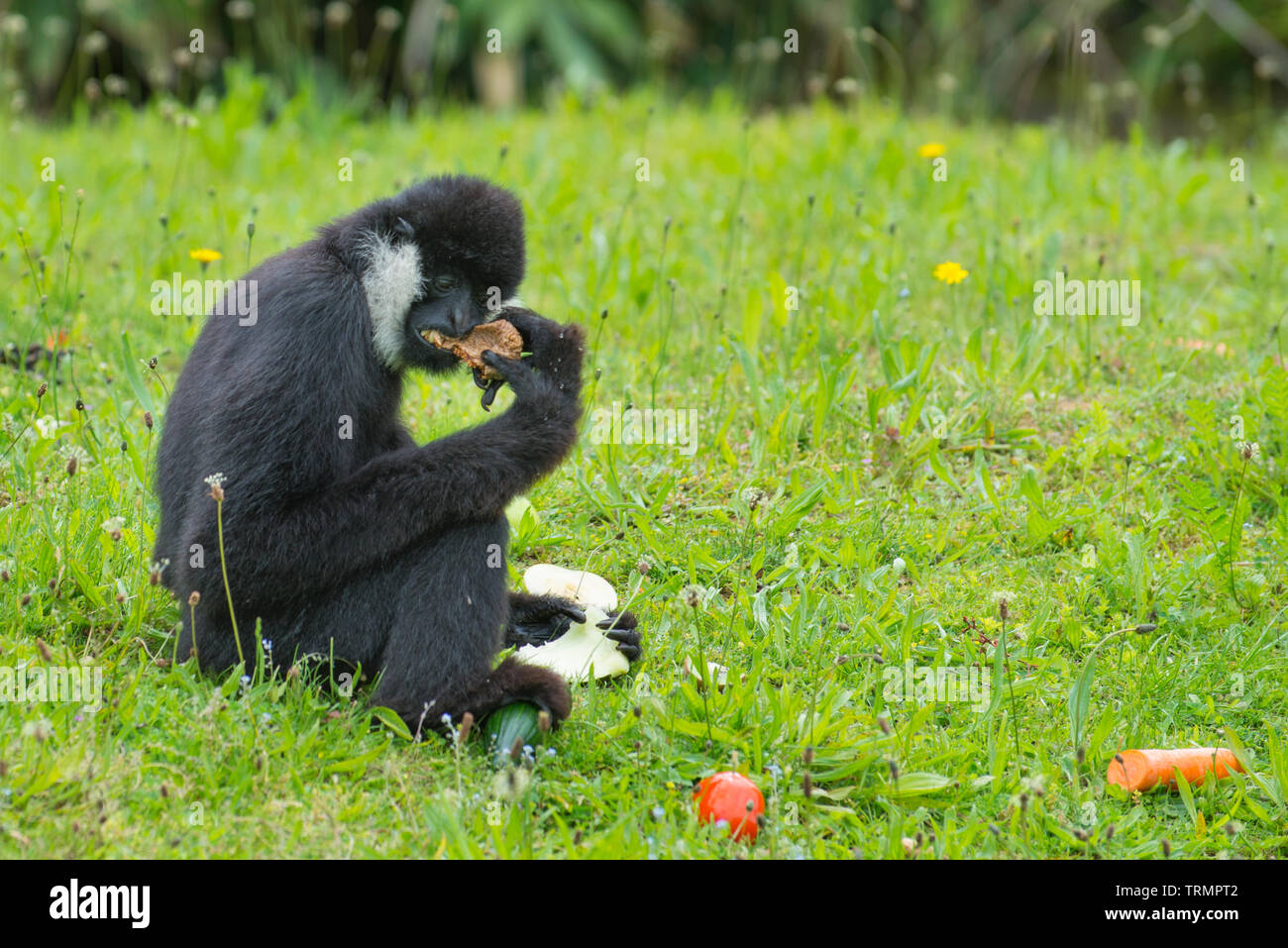 Black crested gibbon hi-res stock photography and images - Alamy