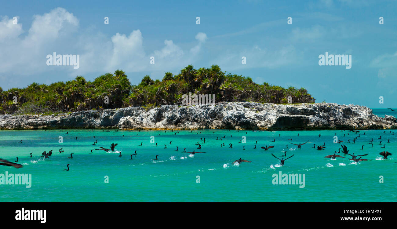 CORMORANES, Parque Nacional Isla Contoy, Estado de Quntana Roo ...