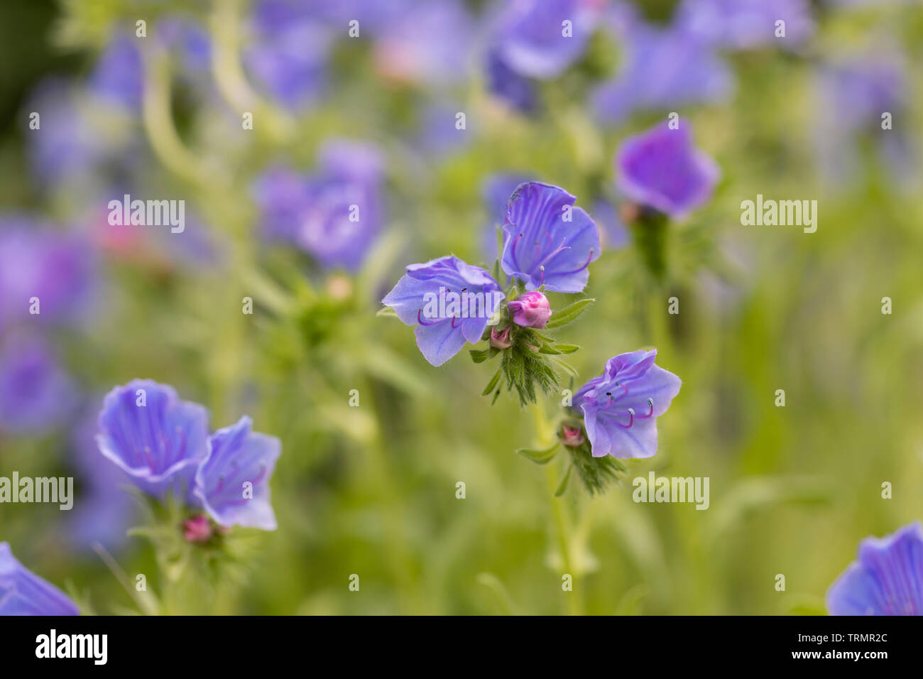 Echium vulgare 'Blue Bedder' - Vipers-bugloss flowering in an English ...
