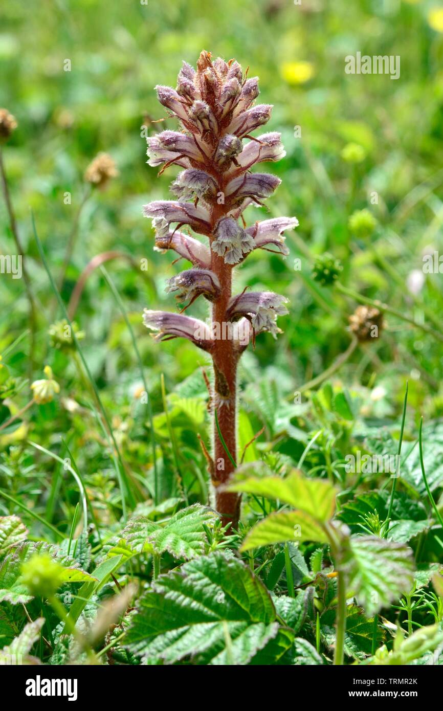 common broomrape Orobamche minor growing on sand dunes kenfig Nature ...