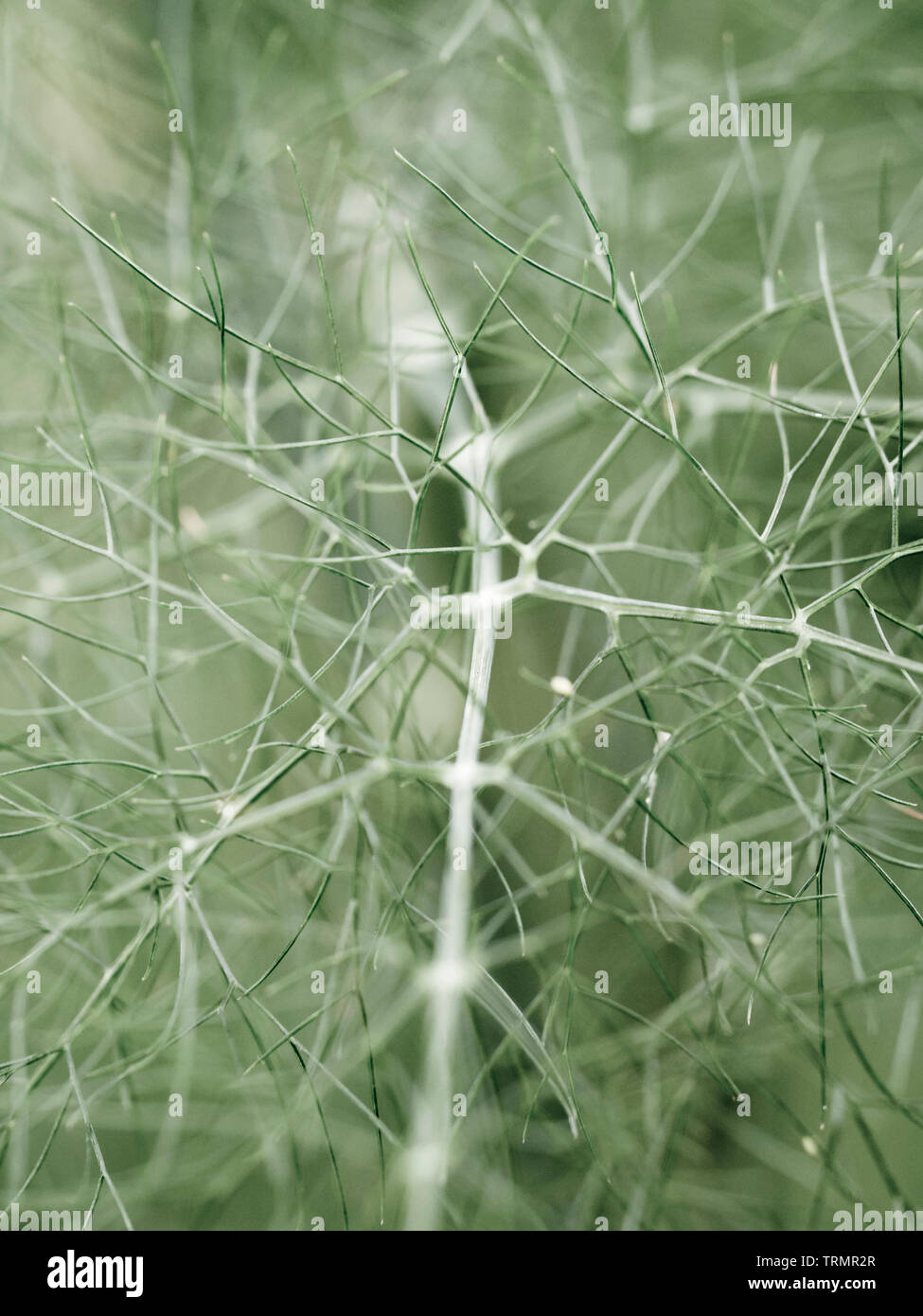 Fennel plant hi-res stock photography and images - Alamy