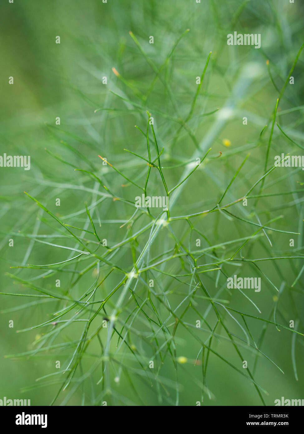 Fennel plant in garden hi-res stock photography and images - Alamy