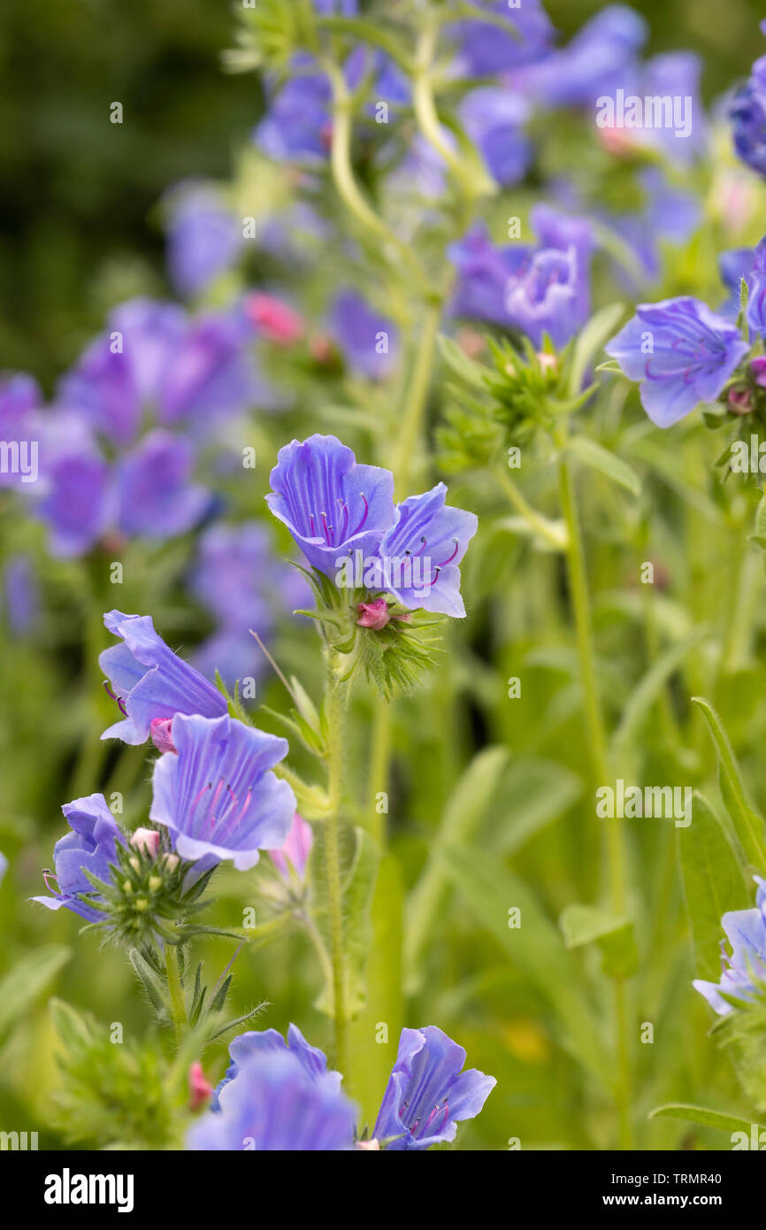 Echium vulgare 'Blue Bedder' - Vipers-bugloss flowering in an English ...