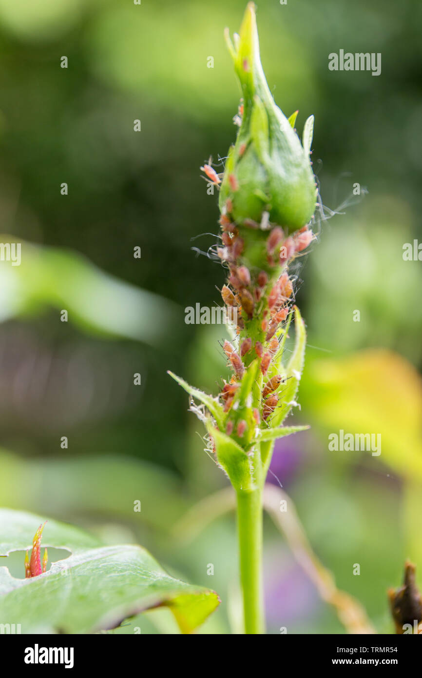 Aphid infestation rose bud hi-res stock photography and images - Alamy
