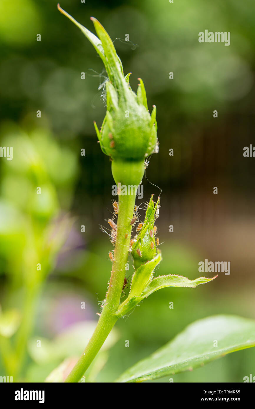 Aphids eating a bud of a rose. Aphid on rose branch. Close-up. Macro ...