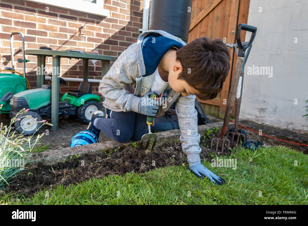 A young boy helping doing weeding, gardening outside in the garden ...