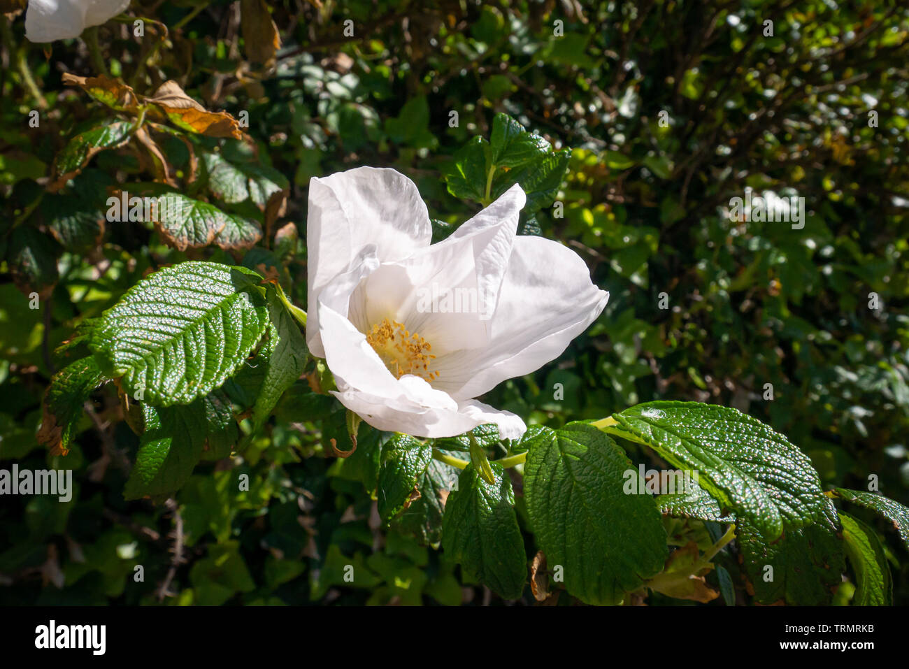 The briar rose hi-res stock photography and images - Alamy
