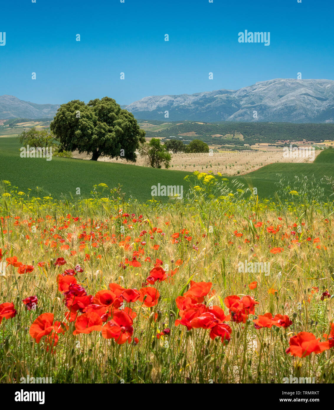 Granada spain landscape hi-res stock photography and images - Alamy