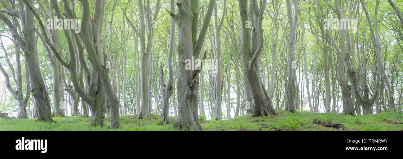 A peaceful ancient beech tree woodland in Northumberland, England Stock ...