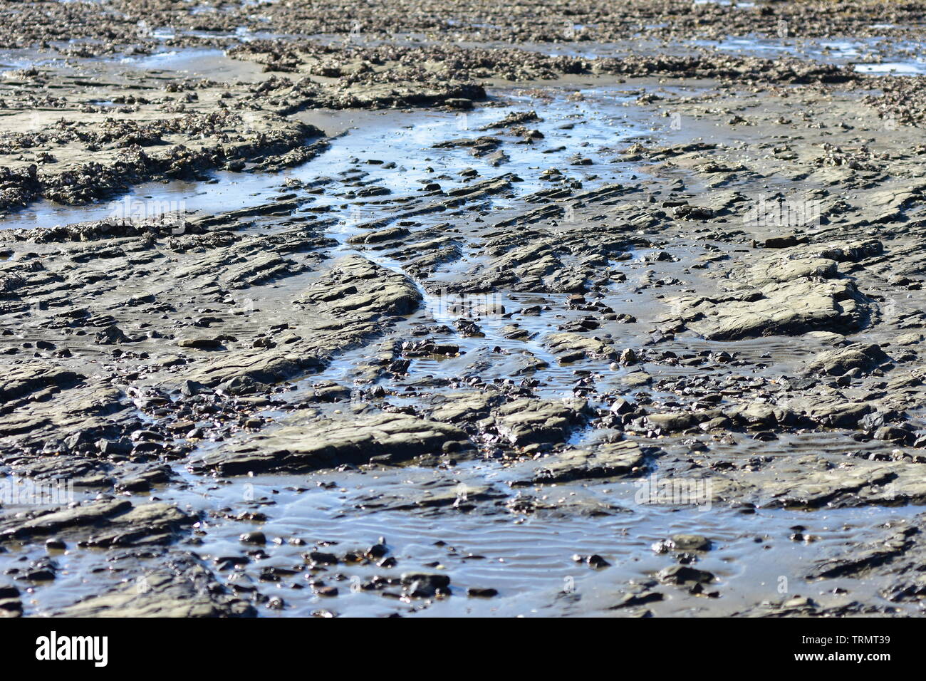Flat coastal rocky shelves covered with fine mud and oyster shells ...