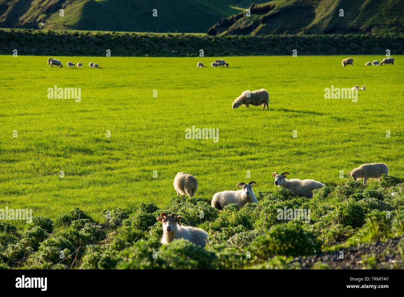 Iceland sheep horns hi-res stock photography and images - Alamy