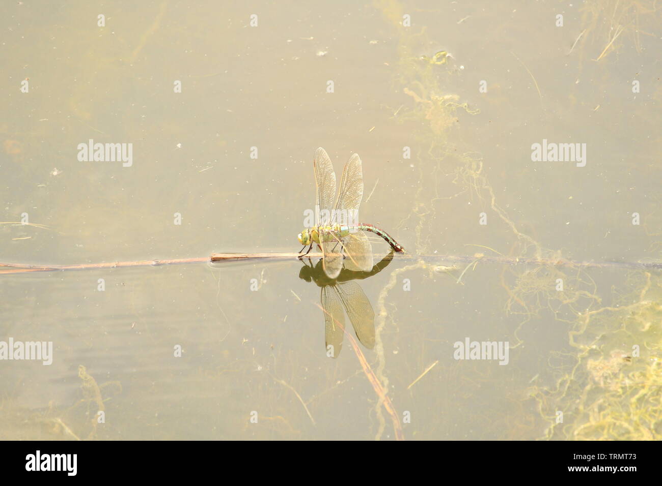 Natural World -Moments in the Birthing Pool - A Stunning Female Blue ...