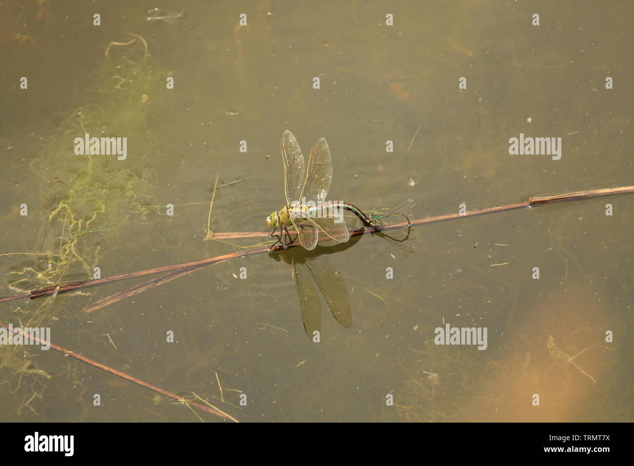 Birthing pool hi-res stock photography and images - Alamy