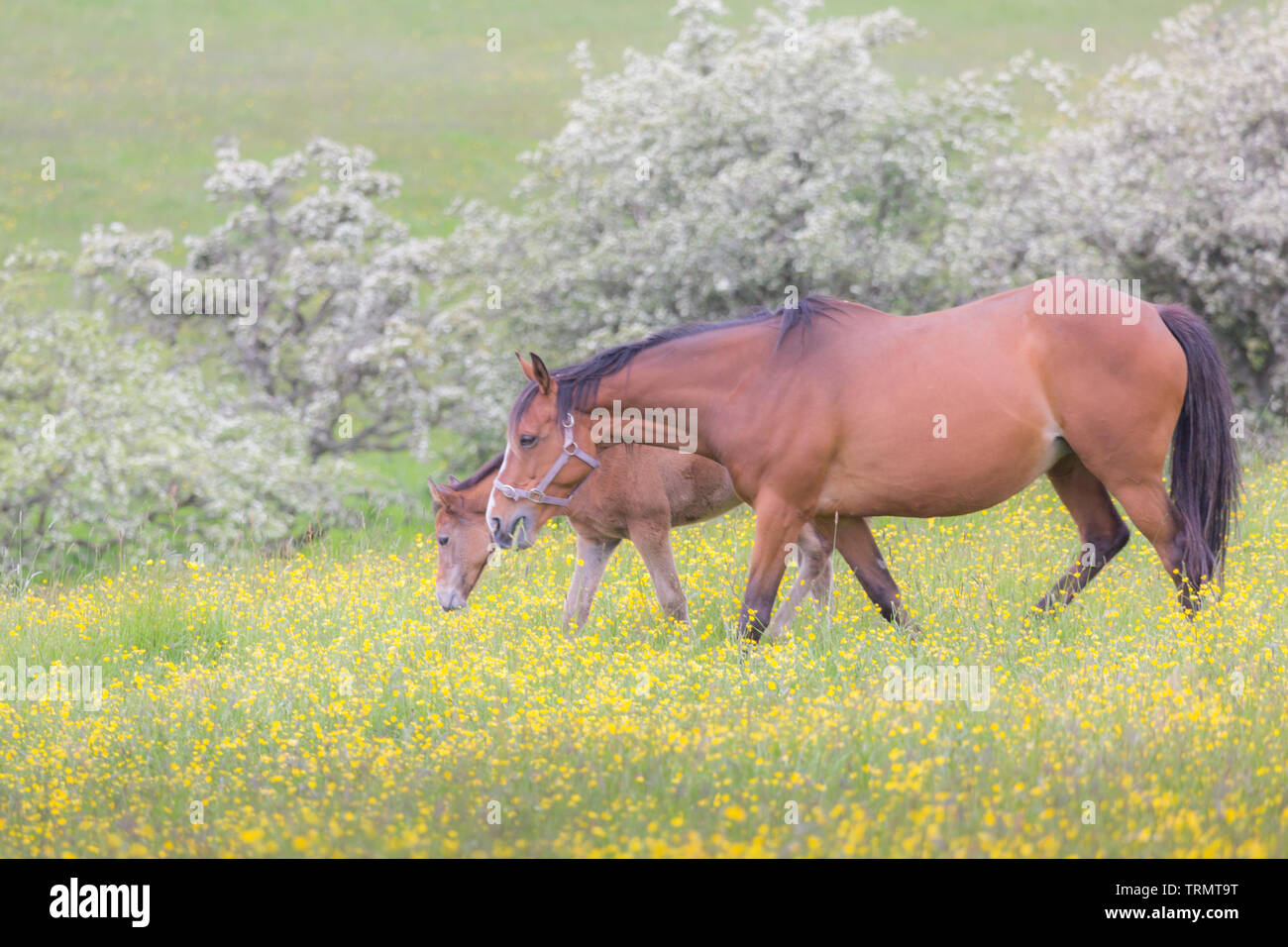 A pair of horses, a mare and her foal, in a buttercup filled meadow in ...