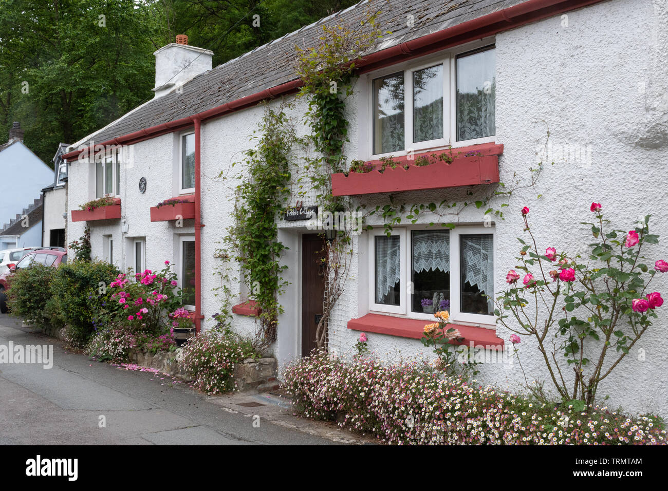 Pretty white cottage with pink window sills and roses in the Welsh ...
