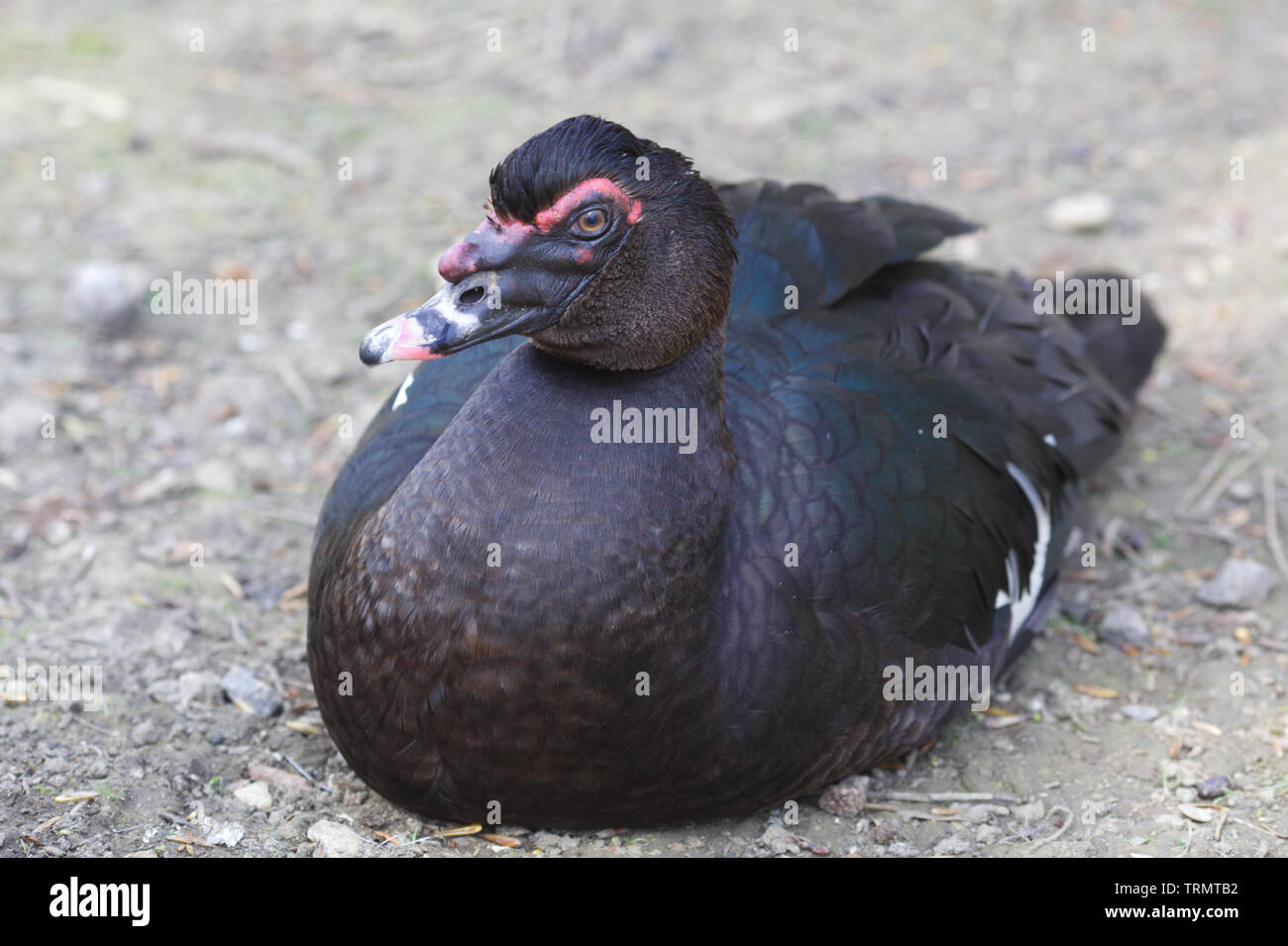 Muscovy Duck with caruncles Stock Photo - Alamy