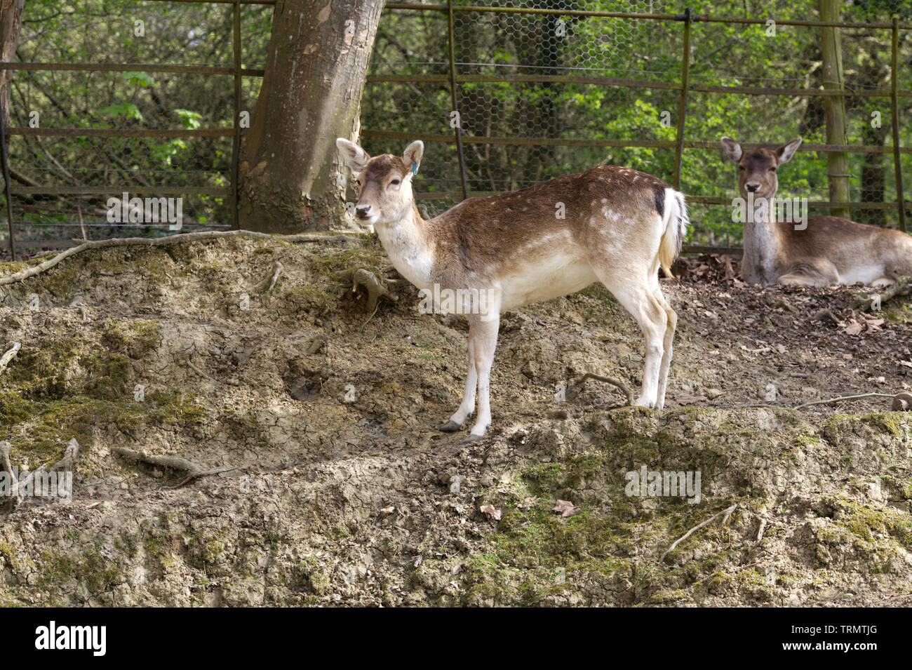 Farming fallow deer hi-res stock photography and images - Alamy